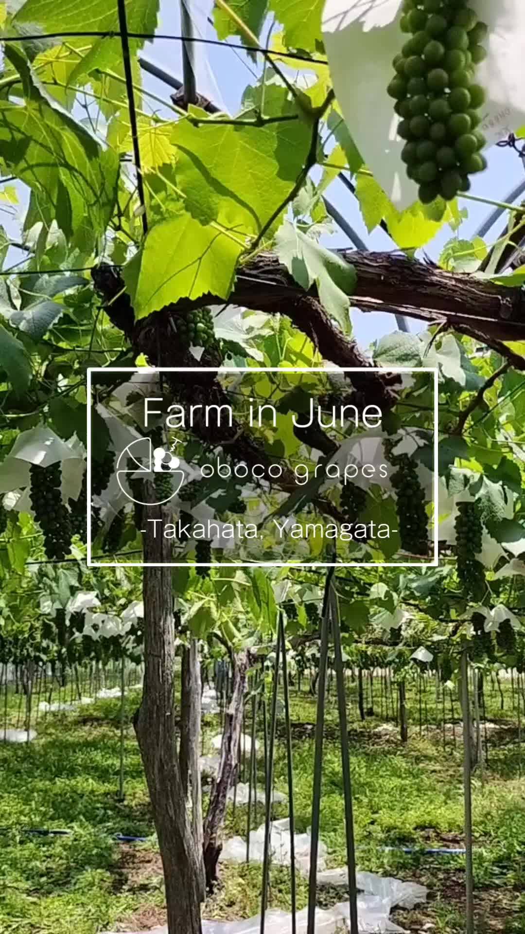 「ぶどうも辛い！6月の暑さ対策！」oboco grapesさんからの動画｜食べチョク｜産地直送(産直)お取り寄せ通販 - 農家・漁師から旬の食材を直送