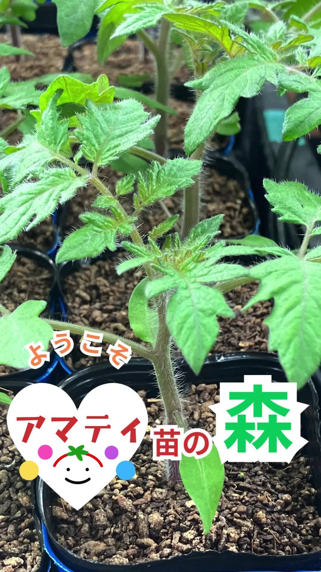 「アマティ苗の森」METRI TRY FARMさんからの動画｜食べチョク｜産地直送(産直)お取り寄せ通販 - 農家・漁師から旬の食材を直送